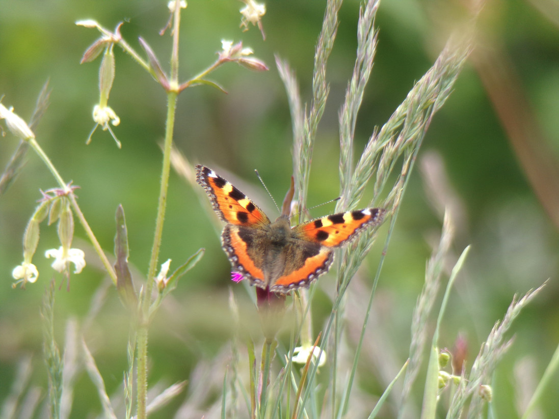 Kasvit ja eläimet - CiNetCampus